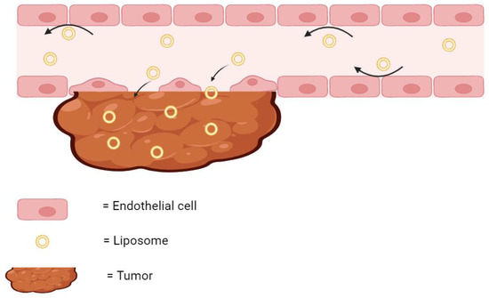 Targeted Liposomal Drug Delivery: Overview of the Current Applications ...