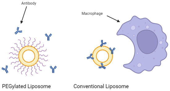 Targeted Liposomal Drug Delivery: Overview of the Current Applications ...