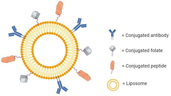 Targeted Liposomal Drug Delivery: Overview of the Current Applications ...