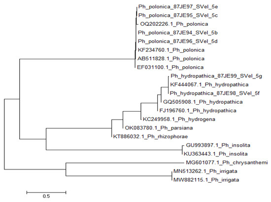 Phytophthora polonica and Phytophthora hydropathica from Clade 9 ...