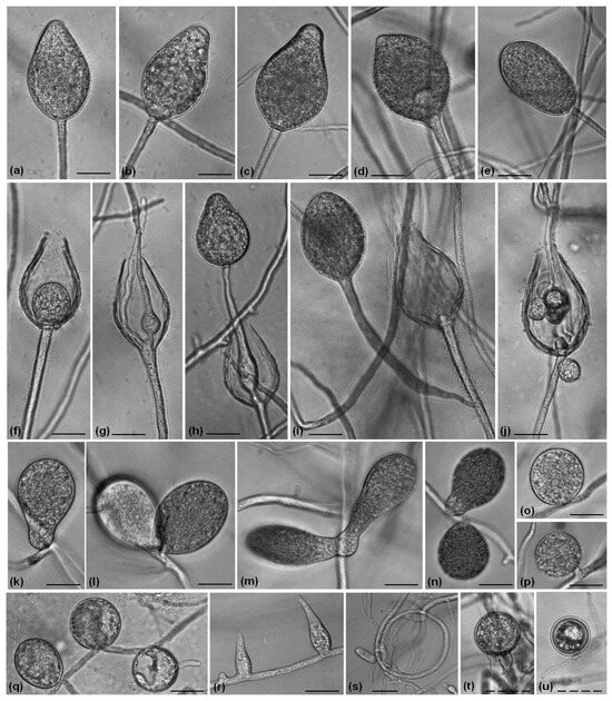 Phytophthora polonica and Phytophthora hydropathica from Clade 9 ...