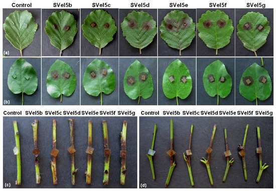 Phytophthora polonica and Phytophthora hydropathica from Clade 9 ...