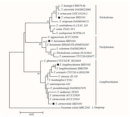 Life | Free Full-Text | Exploring Trichoderma Species in Industrial Wastewater: Morphological ...