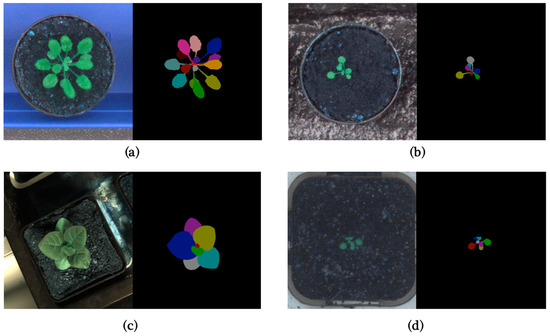 Leaf Segmentation Using Modified YOLOv8-Seg Models