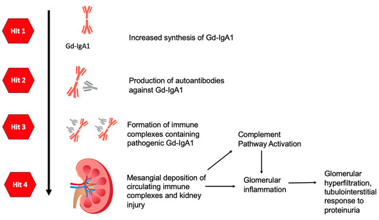 Navigating Adult-Onset IgA Vasculitis-Associated Nephritis