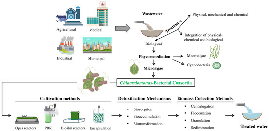 Life | Free Full-Text | Applications of the Microalgae Chlamydomonas and Its Bacterial Consortia ...