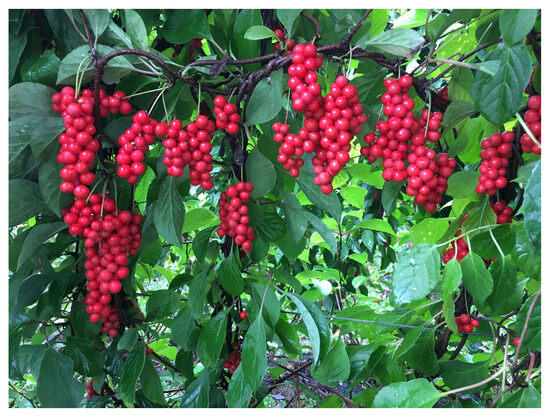 Analysis of Lignan Content and Rhizosphere Microbial Diversity of ...