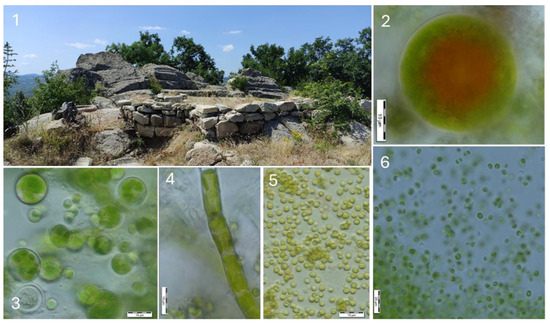 Life | Free Full-Text | Algal Biodiversity of Nine Megaliths in South ...