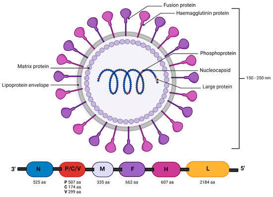 Canine Distemper Virus: Origins, Mutations, Diagnosis, and Epidemiology ...