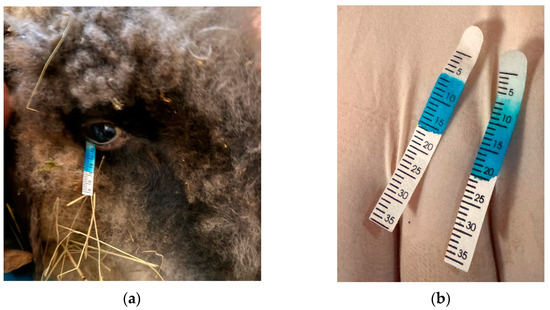 Exploring Lacrimal Gland Tear Production in Sheep under General ...