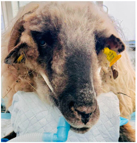 Exploring Lacrimal Gland Tear Production in Sheep under General ...