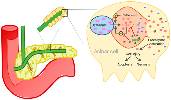 Life | Free Full-Text | Trypsin and Trypsinogen Activation Peptide in ...