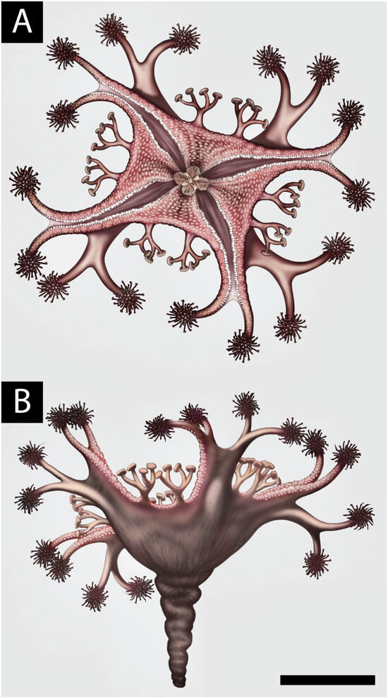 The Palaeobiology of Two Crown Group Cnidarians: Haootia quadriformis ...