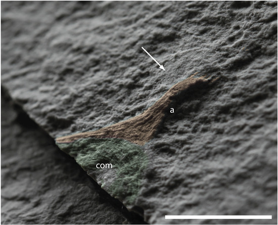 The Palaeobiology of Two Crown Group Cnidarians: Haootia quadriformis ...