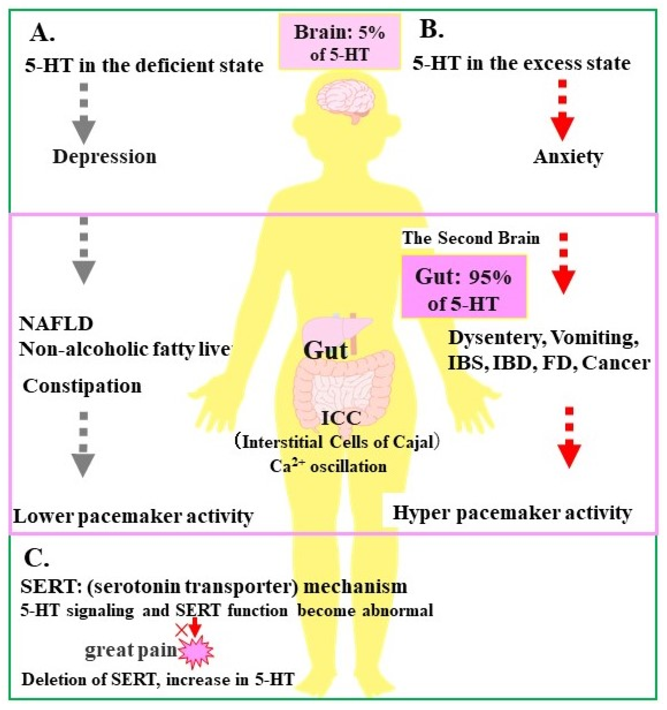 New Role of the Serotonin as a Biomarker of Gut–Brain Interaction
