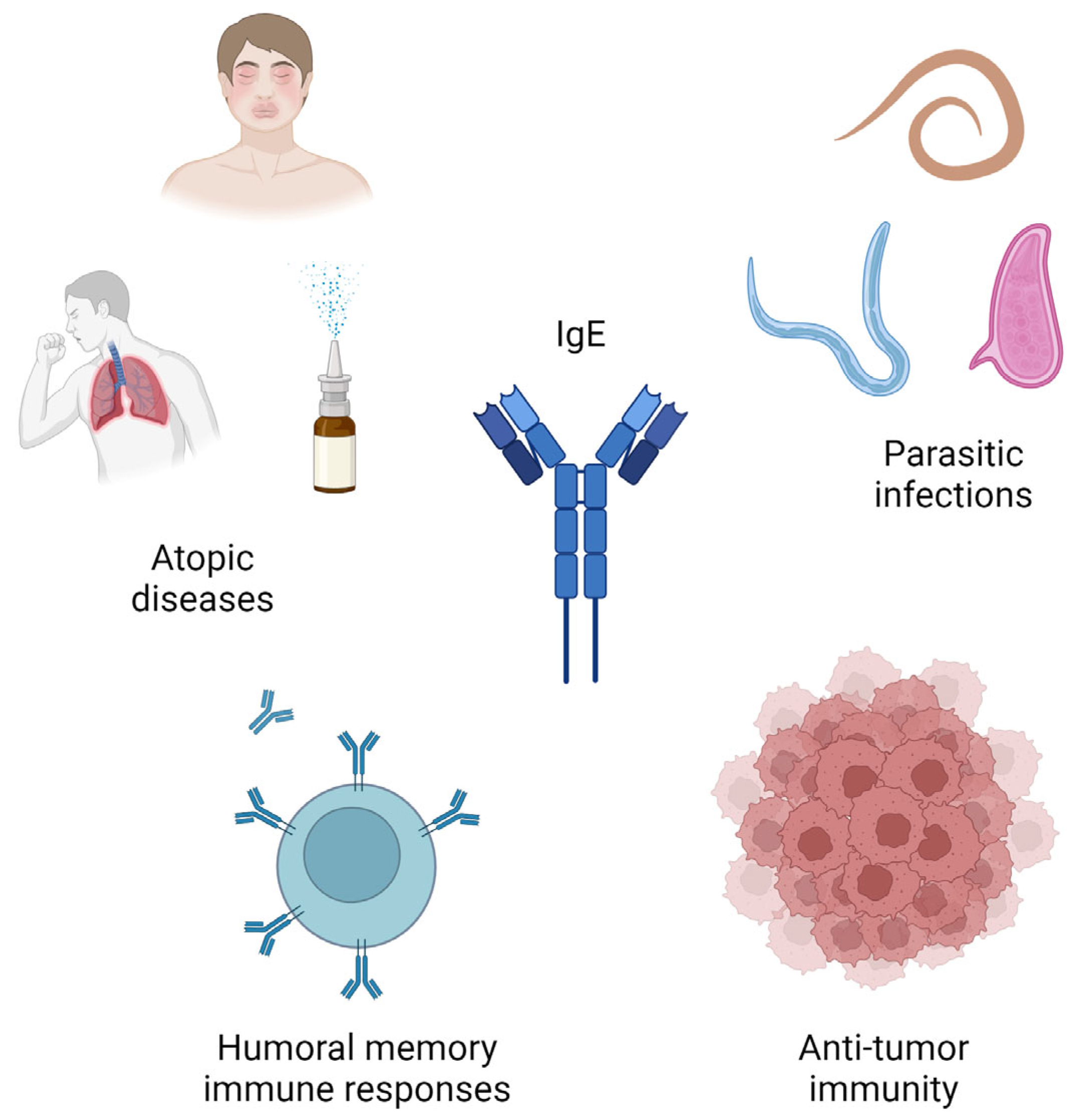 Pathophysiology of Congenital High Production of IgE and Its Consequences: A Narrative Review ...