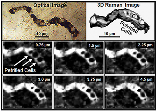 Pioneers of Origin of Life Studies—Darwin, Oparin, Haldane, Miller, Oró ...