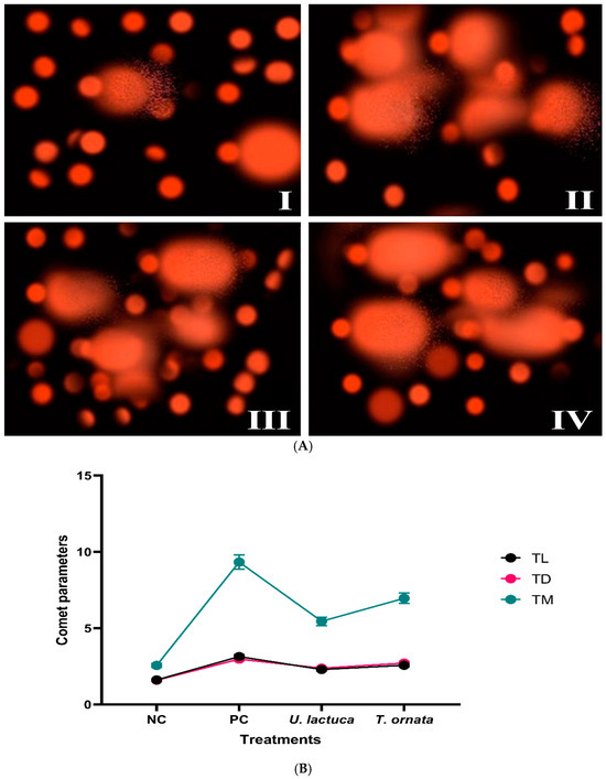 Toxicity of Macroalgae Extracts to Larvae of the Northern House Mosquito