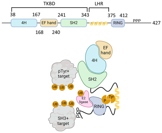Mechanisms of Cbl-Mediated Ubiquitination of Proteins in T and Natural ...
