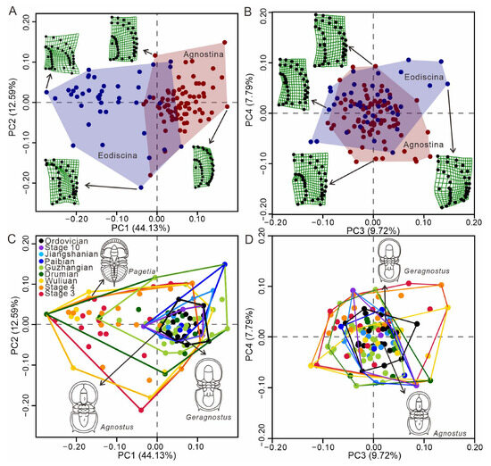 Morphological Evolution and Extinction of Eodiscids and Agnostoid ...
