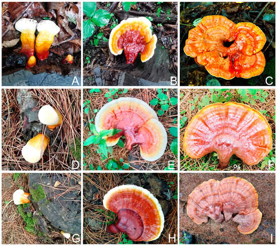 Evaluation of Two Different Treatments for Larch Logs as Substrates to ...