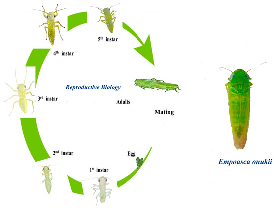 Redefining the Tea Green Leafhopper: Empoasca onukii Matsuda (Hemiptera ...