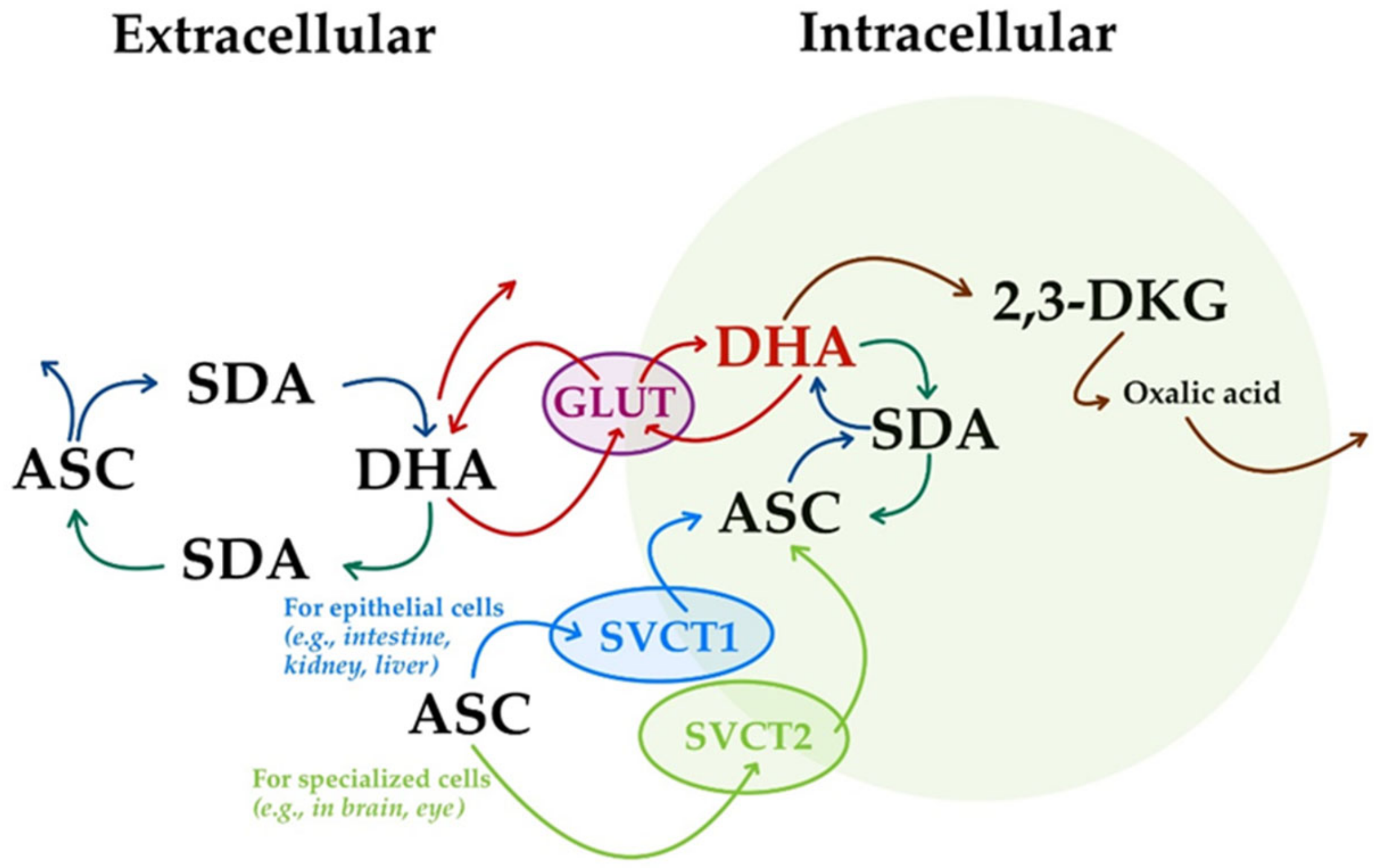 Vitamin C: From Self-Sufficiency to Dietary Dependence in the Framework ...