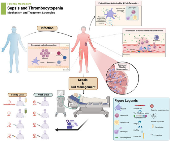 Thrombocytopenia in Sepsis