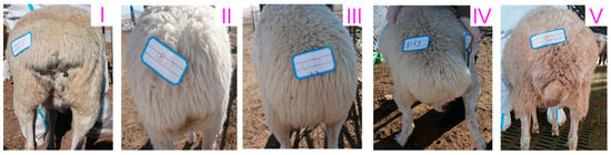 Association of Sheep Tail Type with the T Gene Single Nucleotide ...