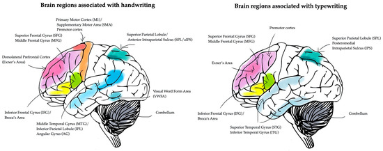 The Neuroscience Behind Writing: Handwriting vs. Typing—Who Wins the ...