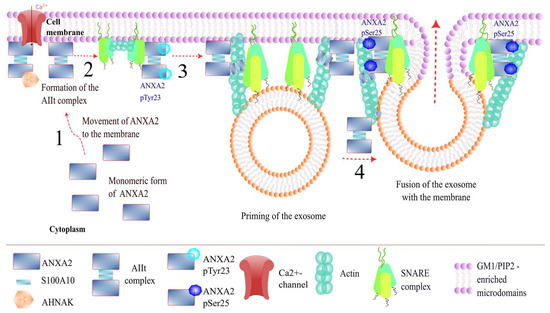ANXA2 Protein and Its Role in Neurodegeneration Processes