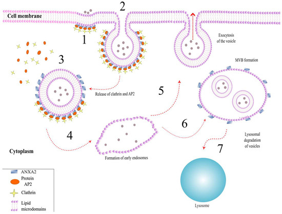 ANXA2 Protein and Its Role in Neurodegeneration Processes