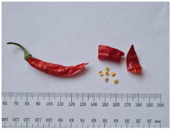 “Chili Burn”—A Case Report of Contact Dermatitis Caused by Capsicum Peppers