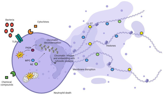 Extracellular Traps in Inflammation: Pathways and Therapeutic Targets