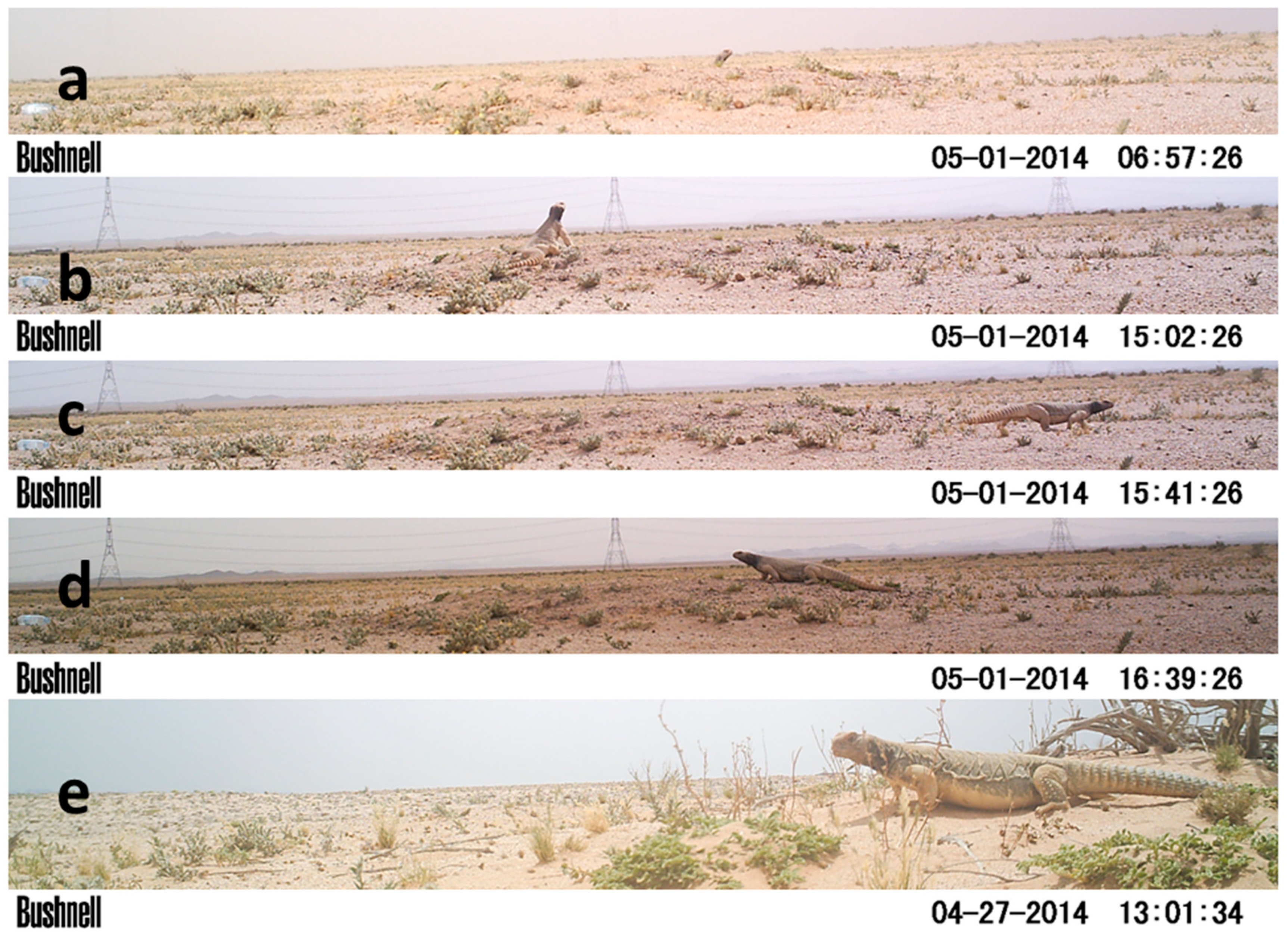Daily and Seasonal Activity Patterns of the Spiny-tailed Lizard ...
