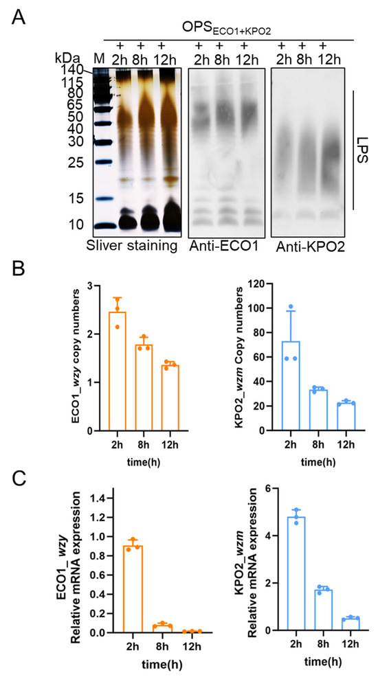 Biosynthesis of Two Types of Exogenous Antigenic Polysaccharides in a ...