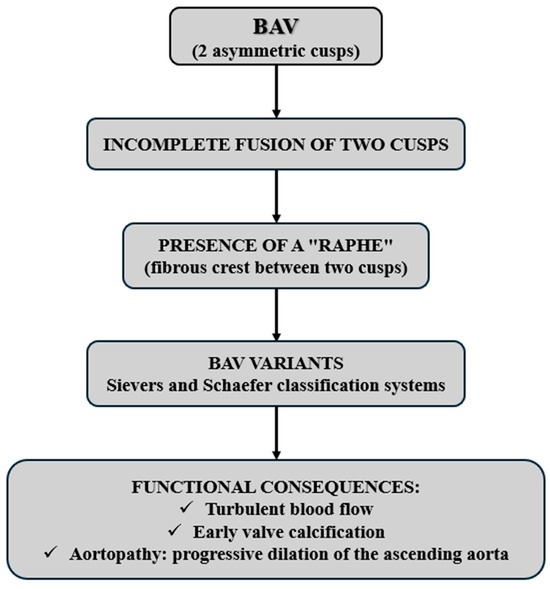 Bicuspid Aortic Valve and Sudden Cardiac Death