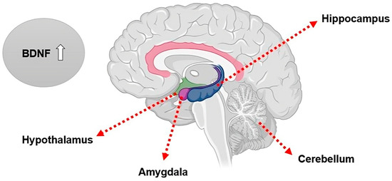 The Effects of the Association Between a High-Fat Diet and Physical ...