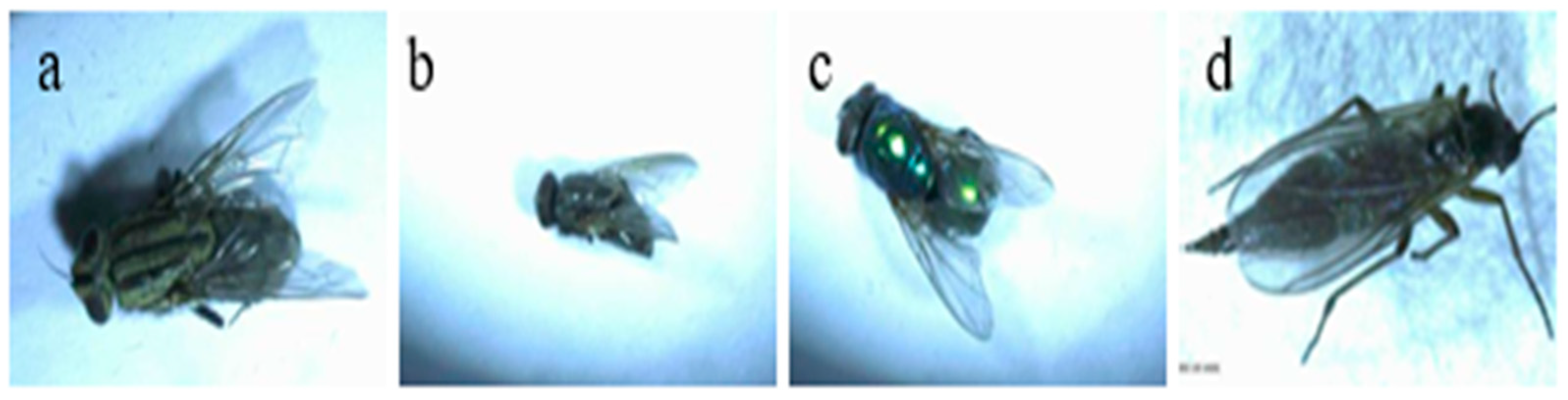 Involvement of Gonolabis distincta in the Control of Root Maggots in ...