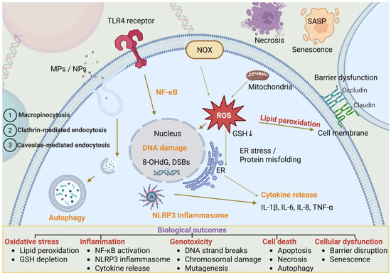 Microplastics and Nanoplastics in Health Concerning Cellular Toxicity Mechanisms, Exposure ...