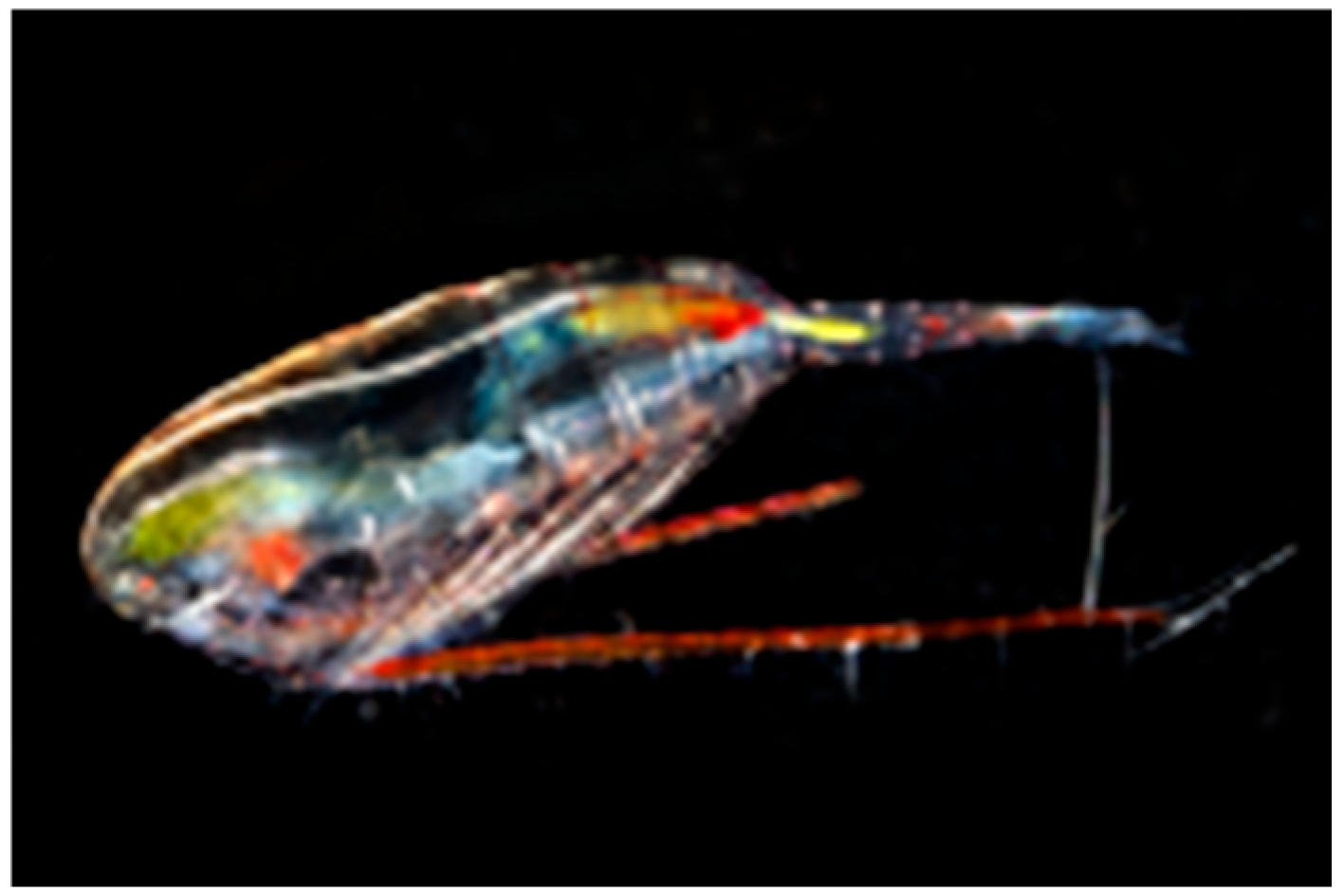 A Novel Marine Oil from the Copepod Calanus finmarchicus: Source ...