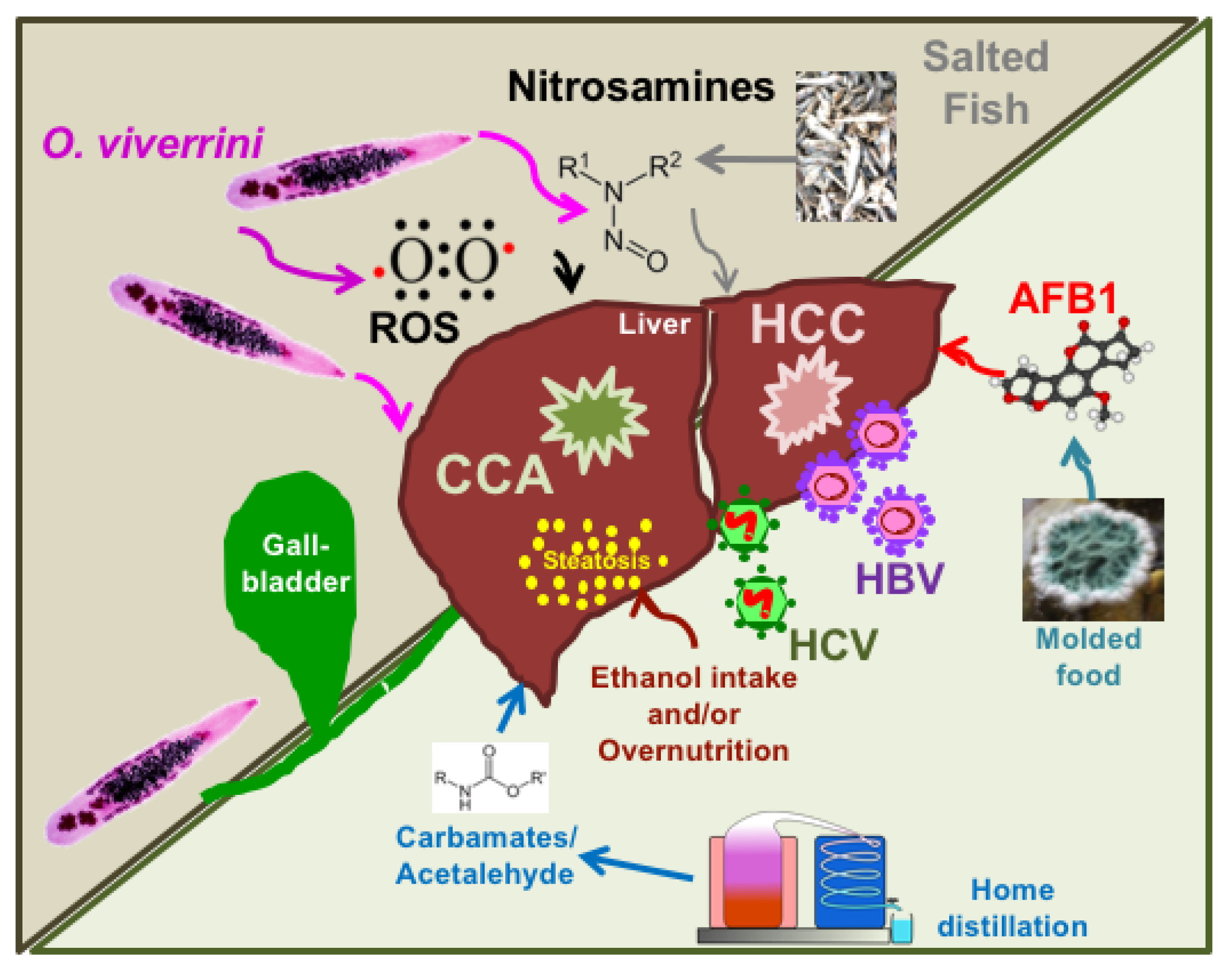 The Threat of Multiple Liver Carcinogens in the Population of Laos: A ...