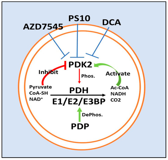 PDK2: An Underappreciated Regulator of Liver Metabolism