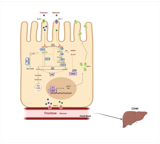 Fructose Consumption and Hepatocellular Carcinoma Promotion
