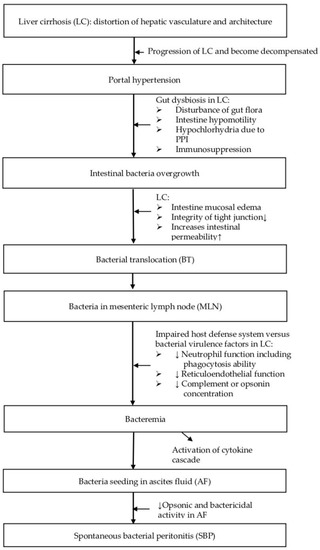 Spontaneous Bacterial Peritonitis in Decompensated Liver Cirrhosis—A ...