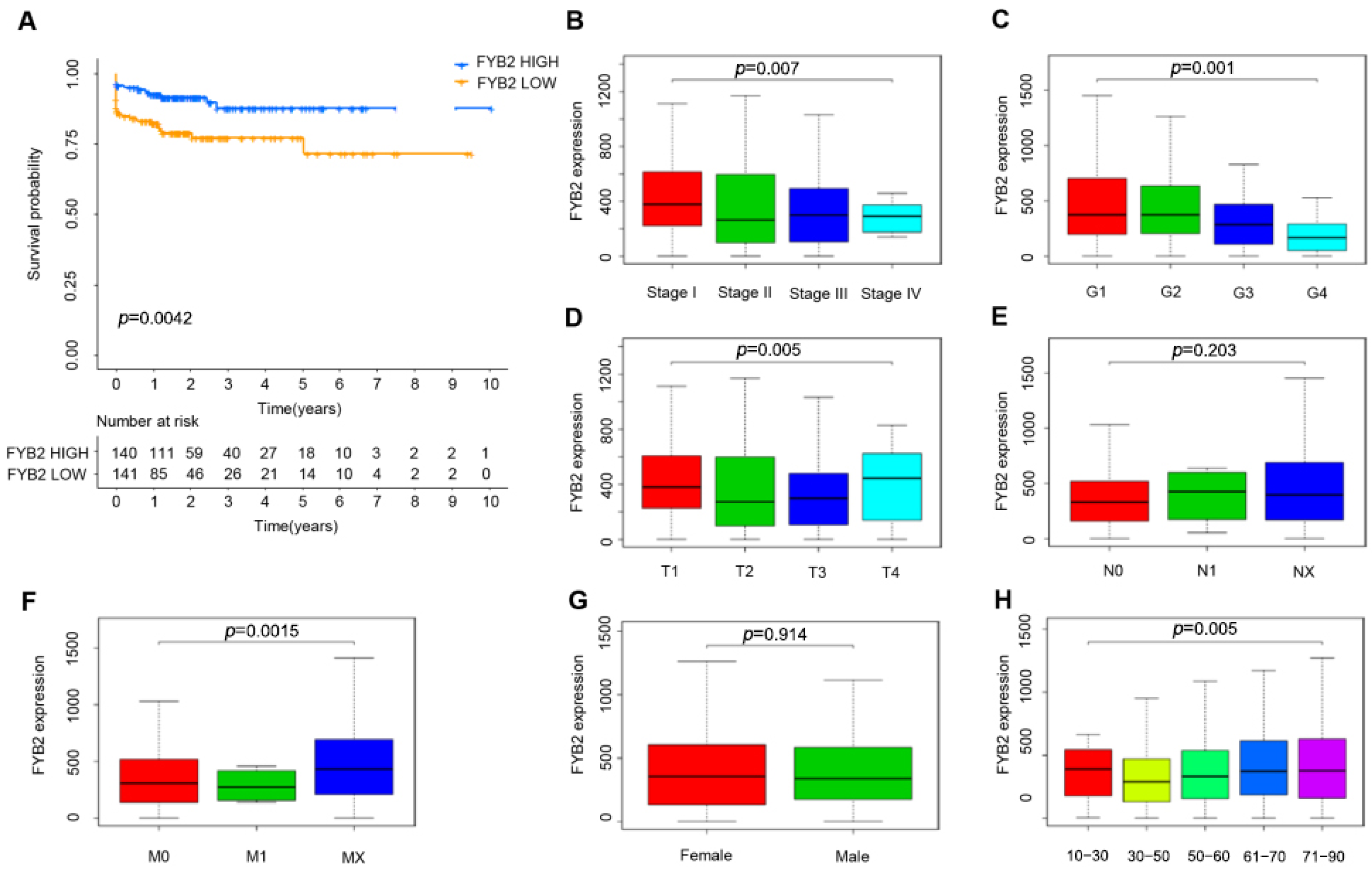 FYB2 Is a Potential Prognostic Biomarker for Hepatocellular Carcinoma
