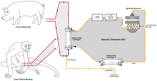 Preclinical Experience of the Mayo Spheroid Reservoir Bioartificial ...