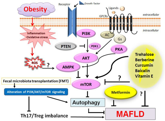 Metabolic Associated Fatty Liver Disease as a Risk Factor for the ...