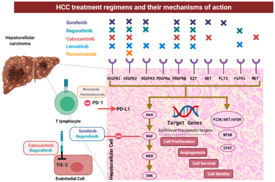 Livers | Free Full-Text | Unresectable Hepatocellular Carcinoma: A ...
