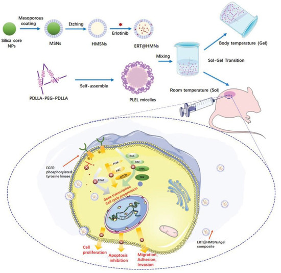 An Updated Review on Advances in Hydrogel-Based Nanoparticles for Liver ...